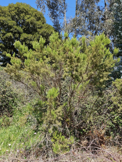 Romerillo – Vivero Ecores