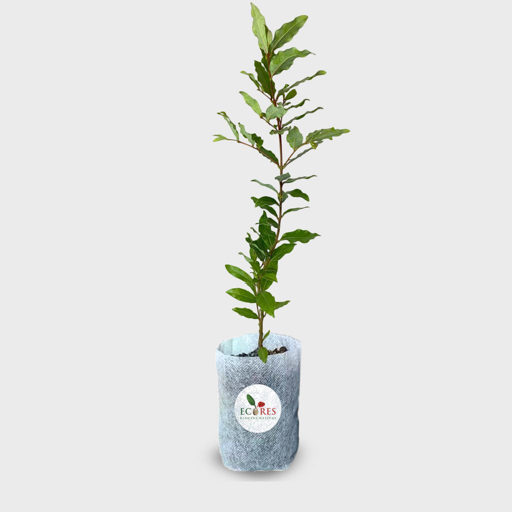 Peumo – Vivero Ecores
