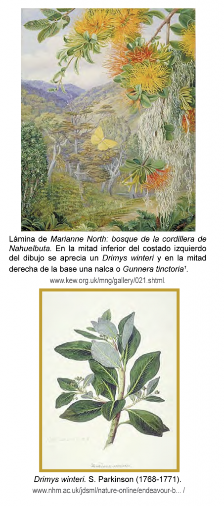 Canelo – Vivero Ecores