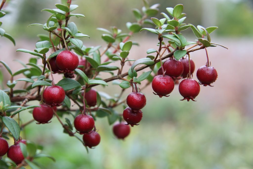 Murta o Murtilla – Vivero Ecores