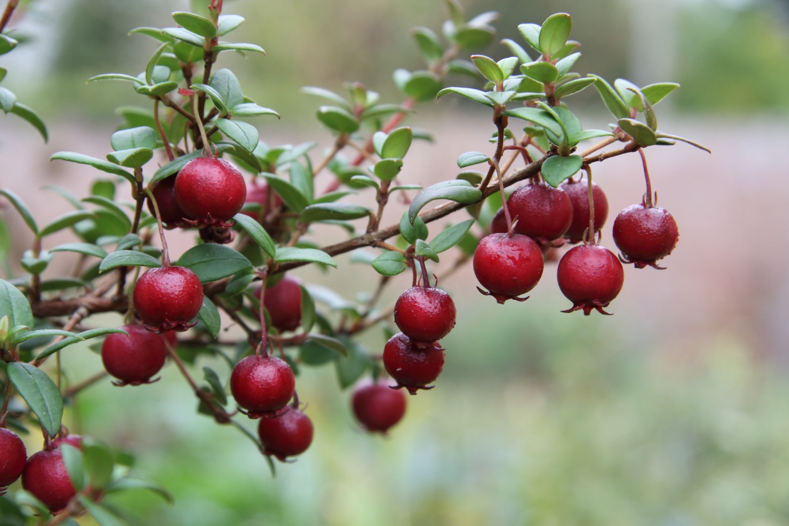 Murta o Murtilla – Vivero Ecores